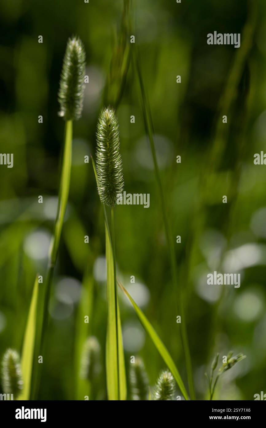 Backlit Timothy grass Stock Photo - Alamy