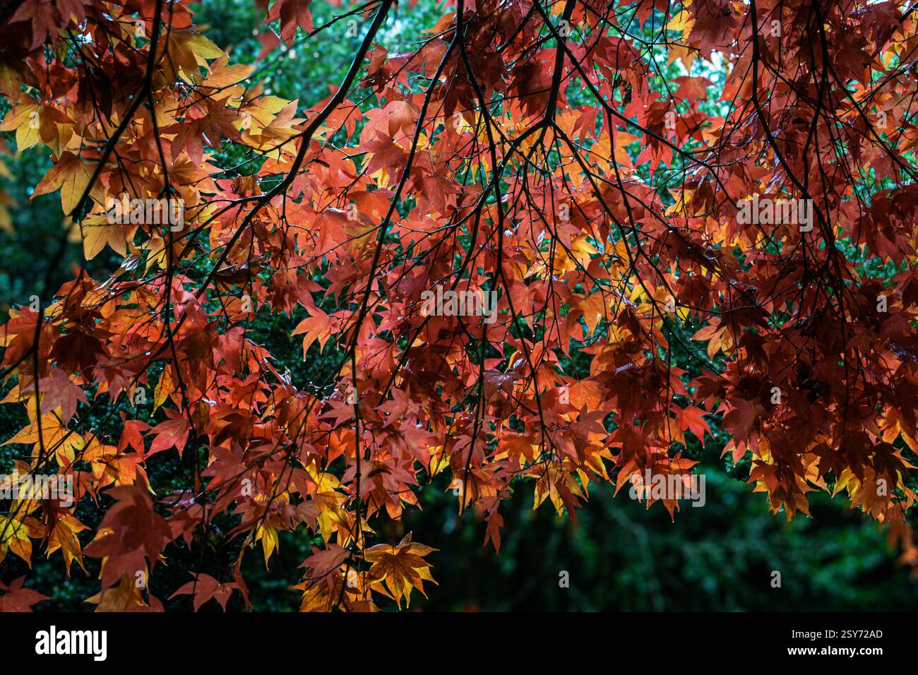 A picture of a tree in autumn, taken from the underside, with the ...