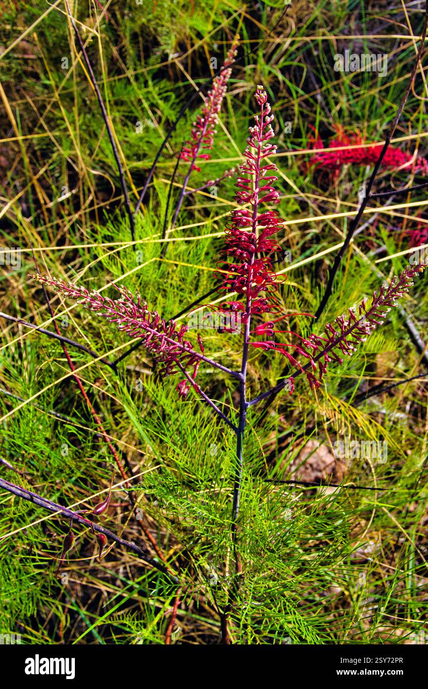 Flowers and leaves of Grevillea dryandri (Dryander’s grevillea ...