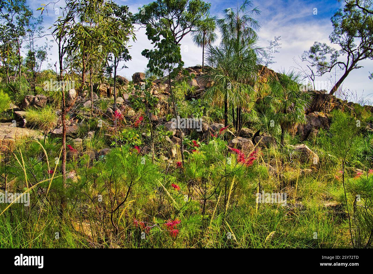 Tropical savanna vegetation with red flowers of Grevillea dryandri ...