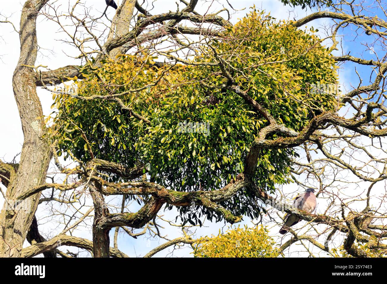 Large clump of mistletoe (viscum album) in a tree and wood pigeon on a ...