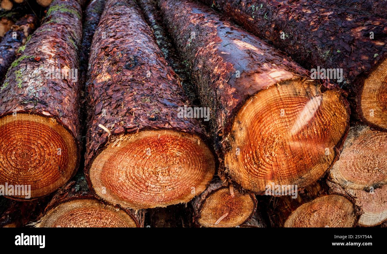 Forestry operations in South Lanarkshire, Scotland Stock Photo - Alamy