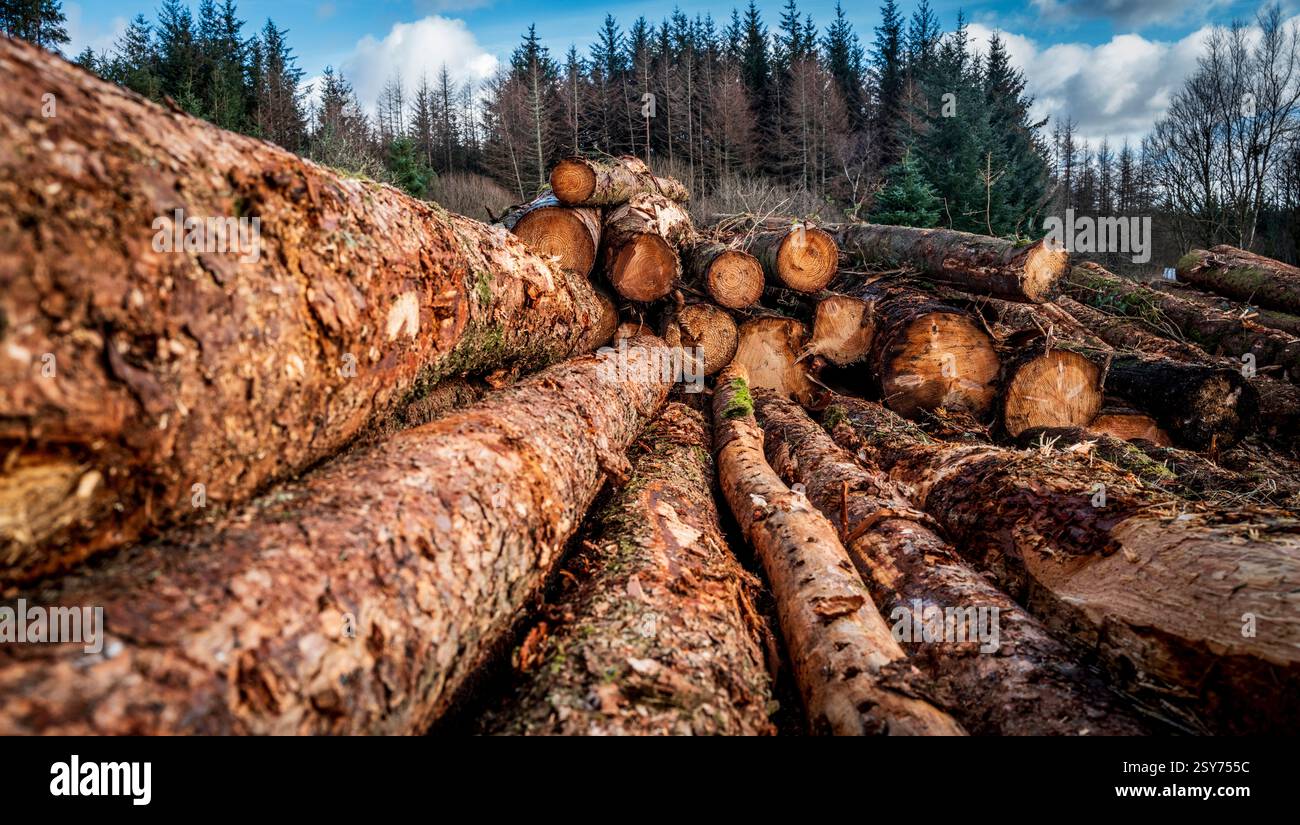 Forestry operations in South Lanarkshire, Scotland Stock Photo - Alamy