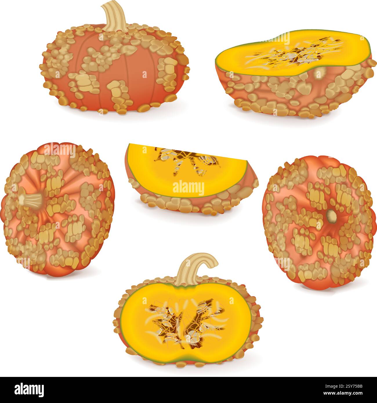 Clip art. Galeux de Eysines Squash or French Warted Pumpkin. Winter ...