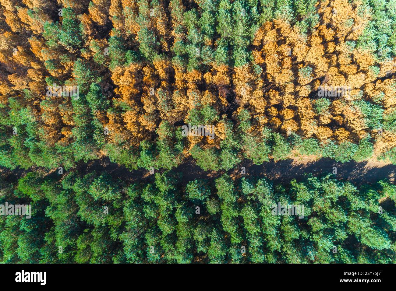 pine forest with trees damaged by a forest fire, aerial top view with ...