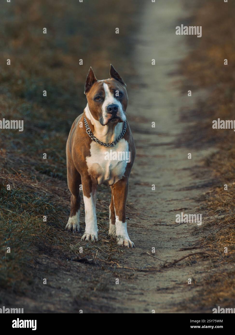 Beautiful american staffordshire terrier hi-res stock photography and ...