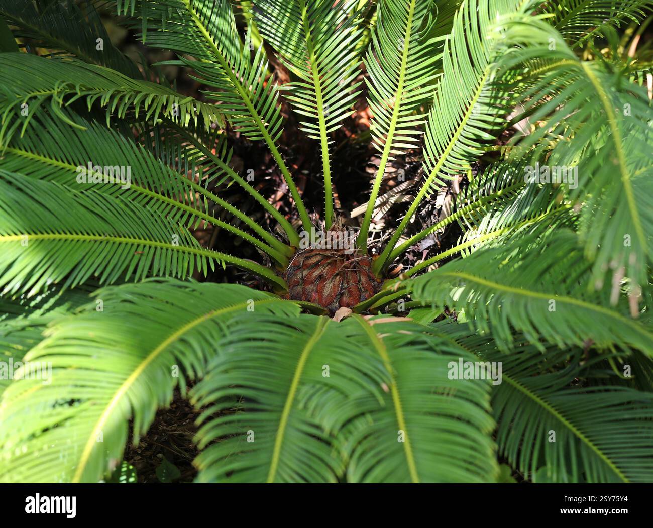 Sago Palm, King Sago, Sago Cycad or Japanese Sago Palm, Cycas revoluta ...