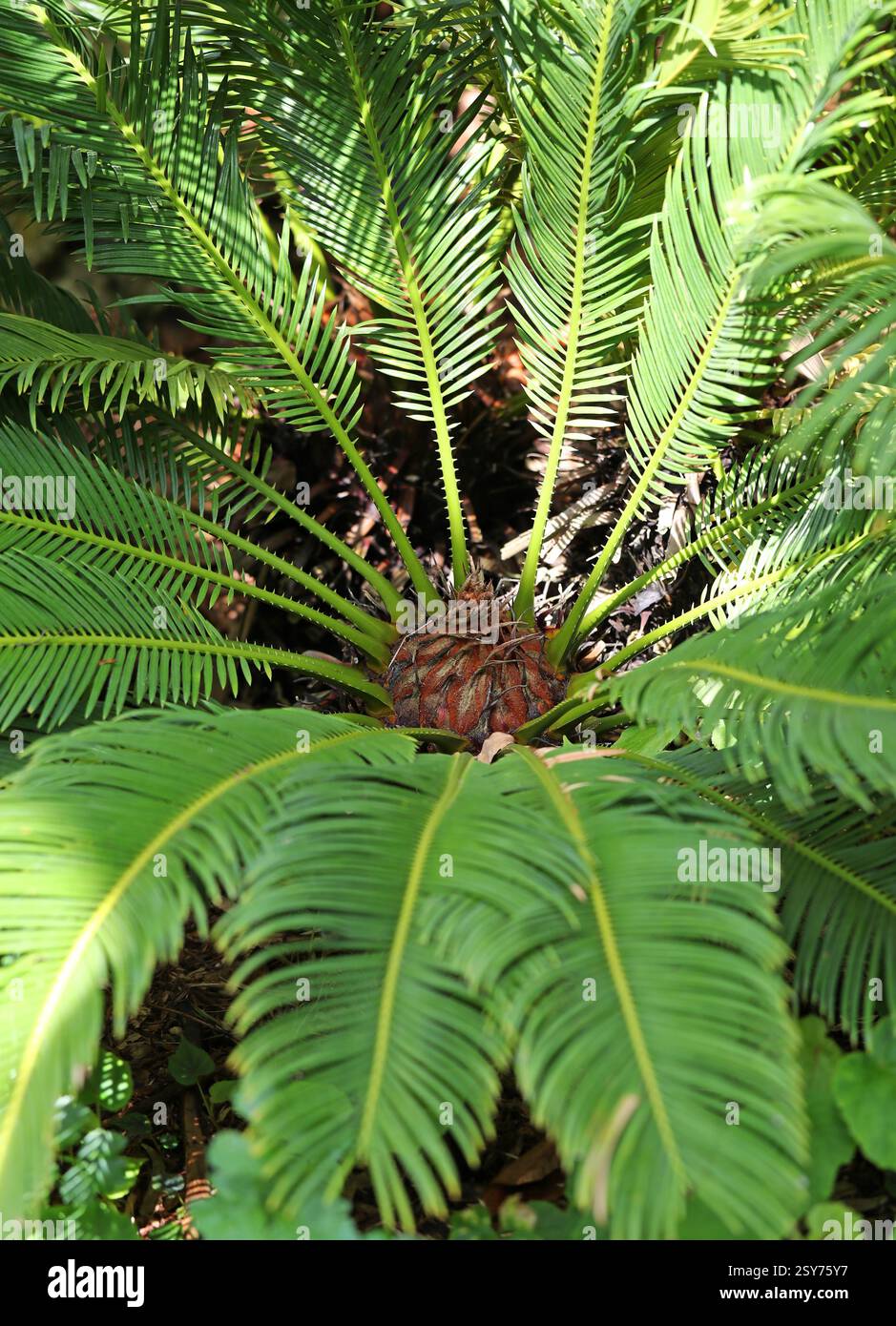 Sago Palm, King Sago, Sago Cycad or Japanese Sago Palm, Cycas revoluta ...