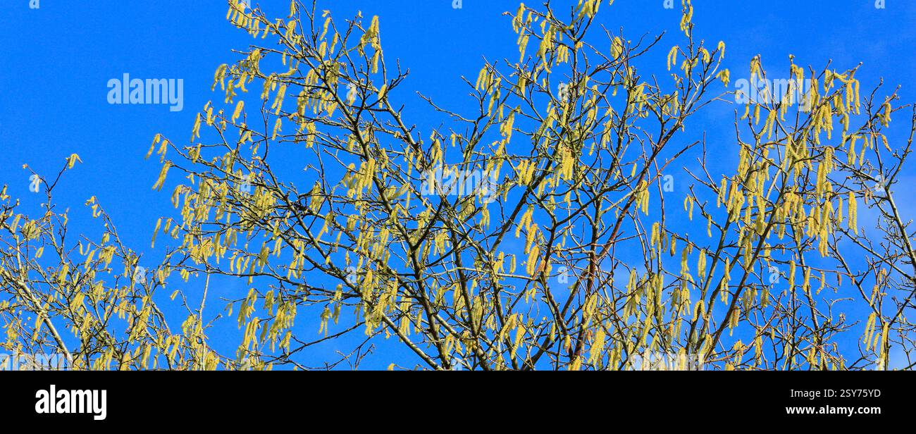 Catkins on a hazel tree - Corylus avellana - against blue sky, Saltford ...