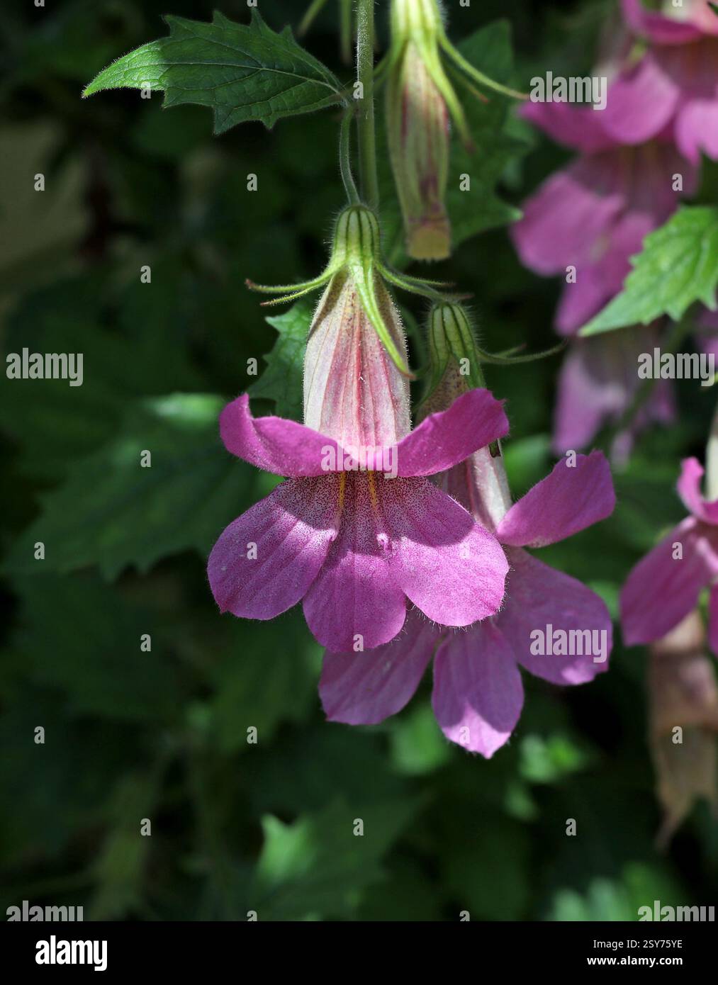 Rehmannia hi-res stock photography and images - Alamy