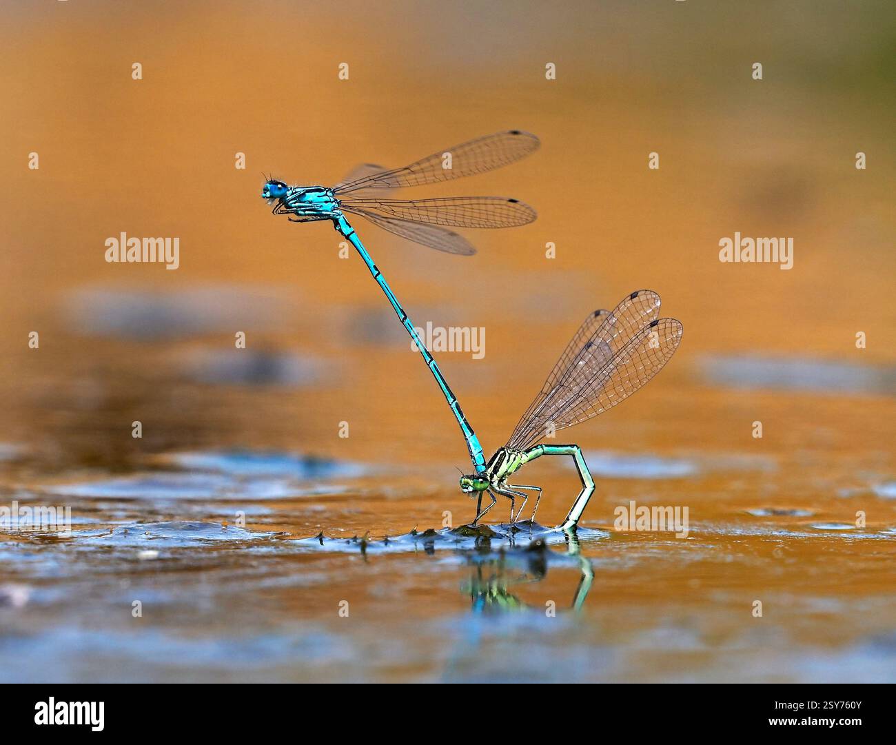 Common Blue Damselfly (Enallagma cyathigerum) pair mating on water ...