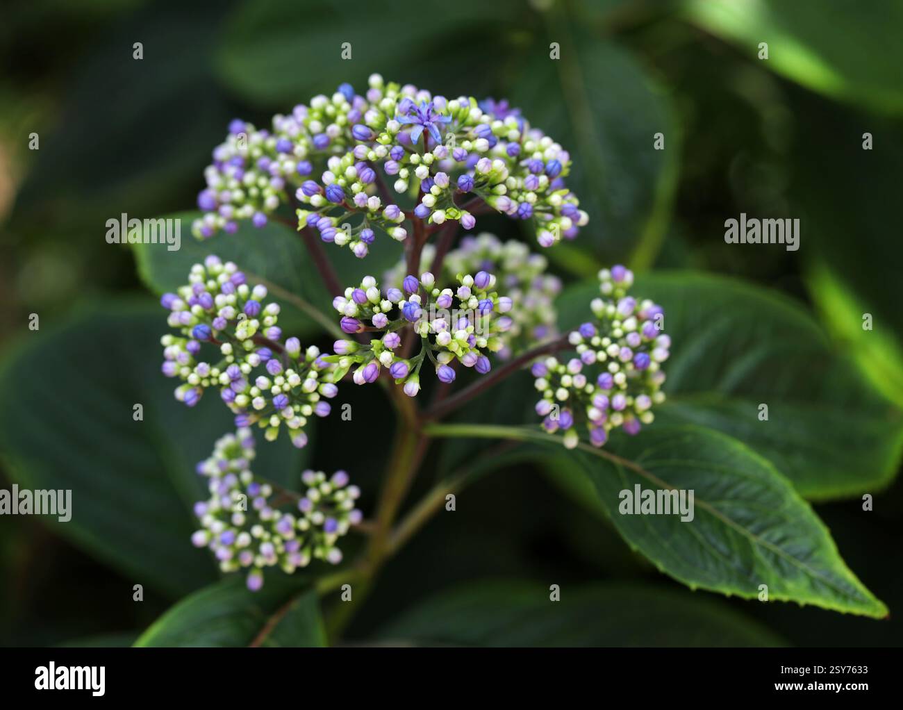 Blue Evergreen Hydrangea, Dichroa febrifuga, Hydrangeaceae, Western ...