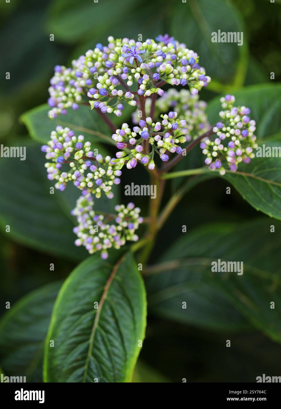 Blue Evergreen Hydrangea, Dichroa febrifuga, Hydrangeaceae, Western ...