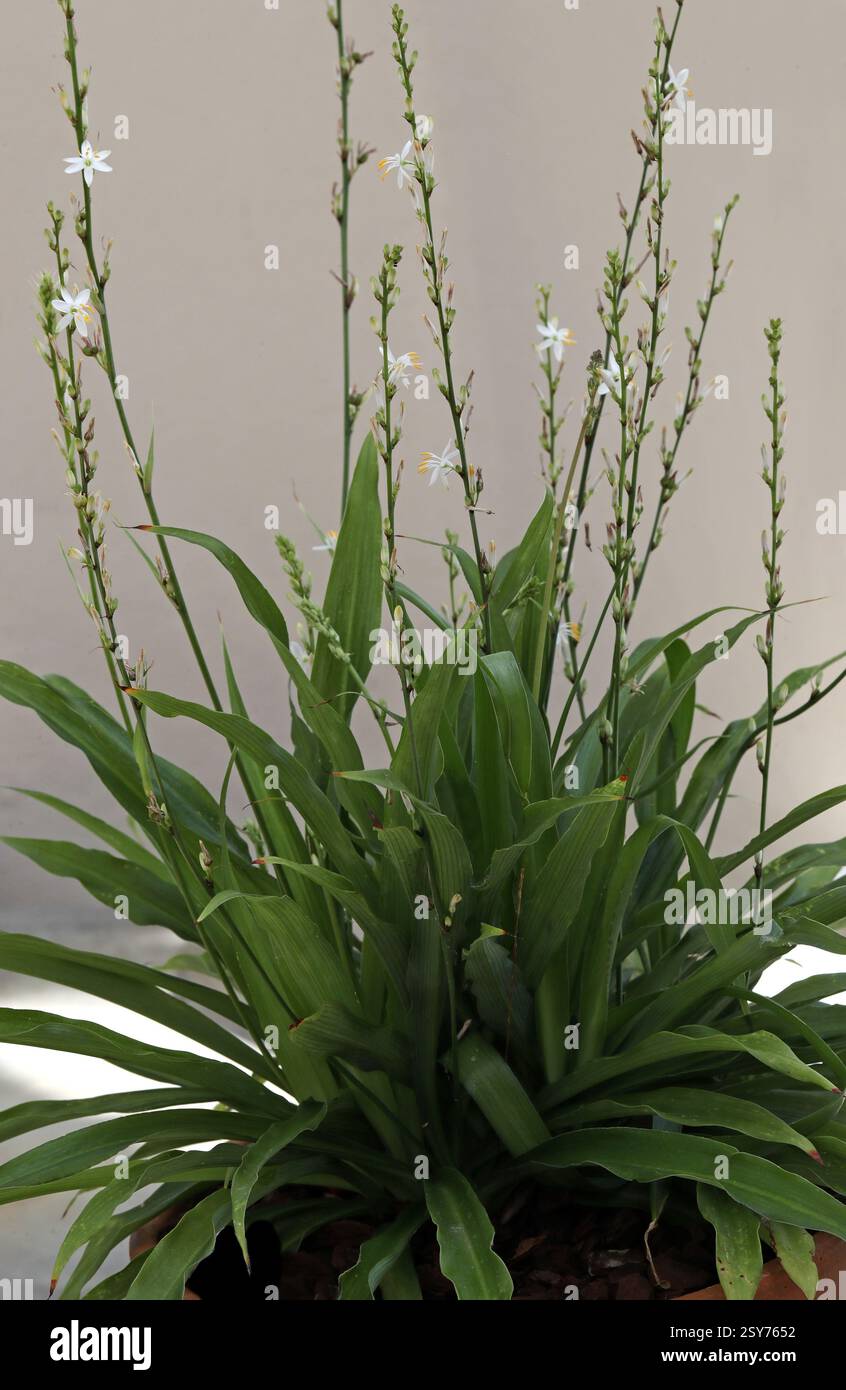 Giant chlorophytum hi-res stock photography and images - Alamy