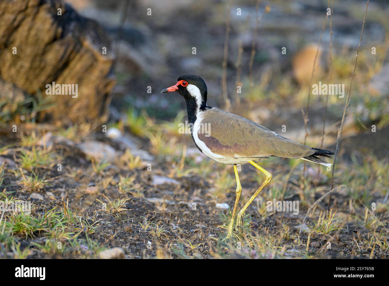 Red-wattled lapving (Vanellus indicus) from Bandhavgarh National Park ...