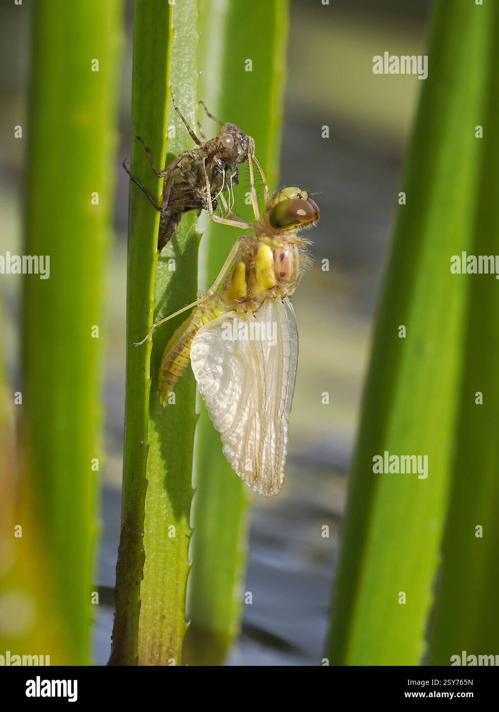 Common Darter Dragonfly (Sympetrum striolatum) adult hatching emerging ...