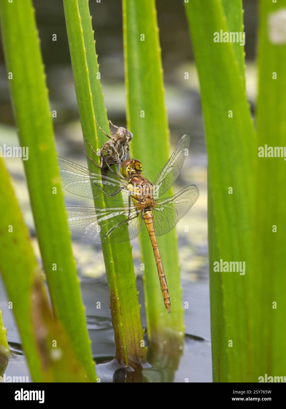 Common Darter Dragonfly (Sympetrum striolatum) newly freshly hatched ...