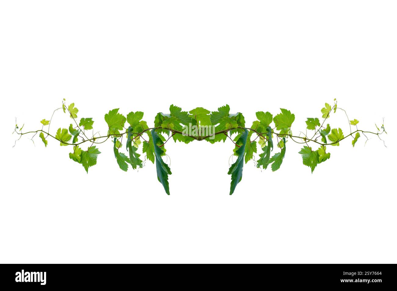 vine frame leaf vine isolates on a white background Stock Photo - Alamy