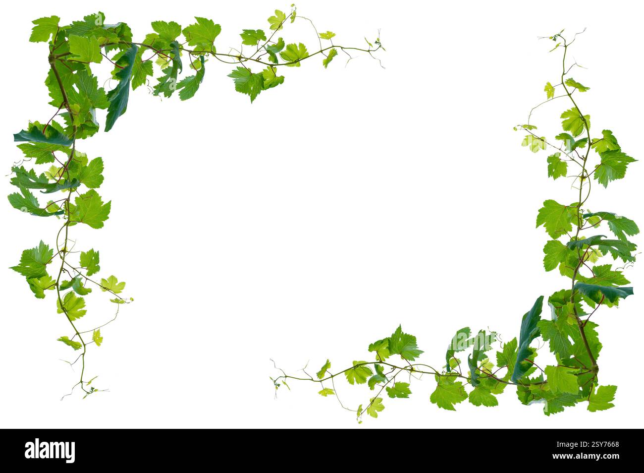 Twisted leaf vine Cut Out Stock Images & Pictures - Alamy