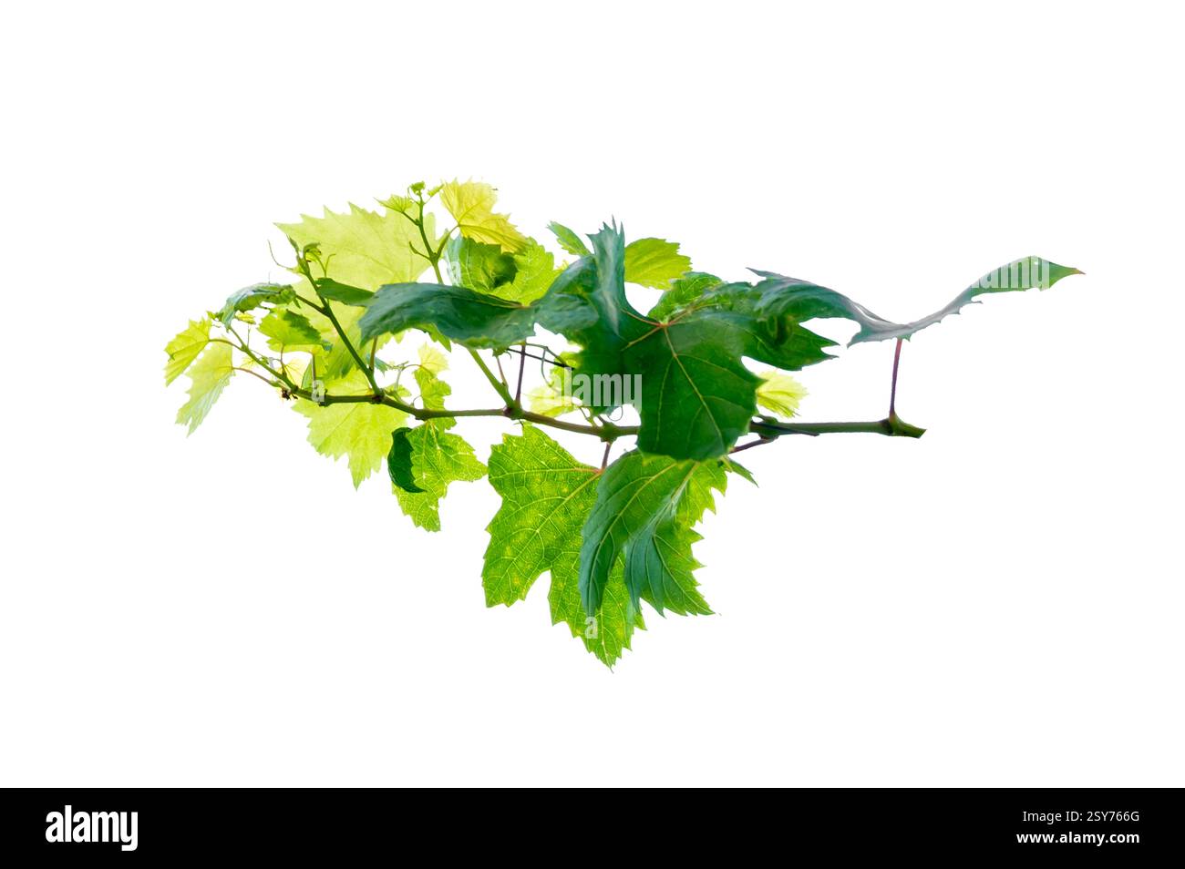 Twisted leaf vine Cut Out Stock Images & Pictures - Alamy