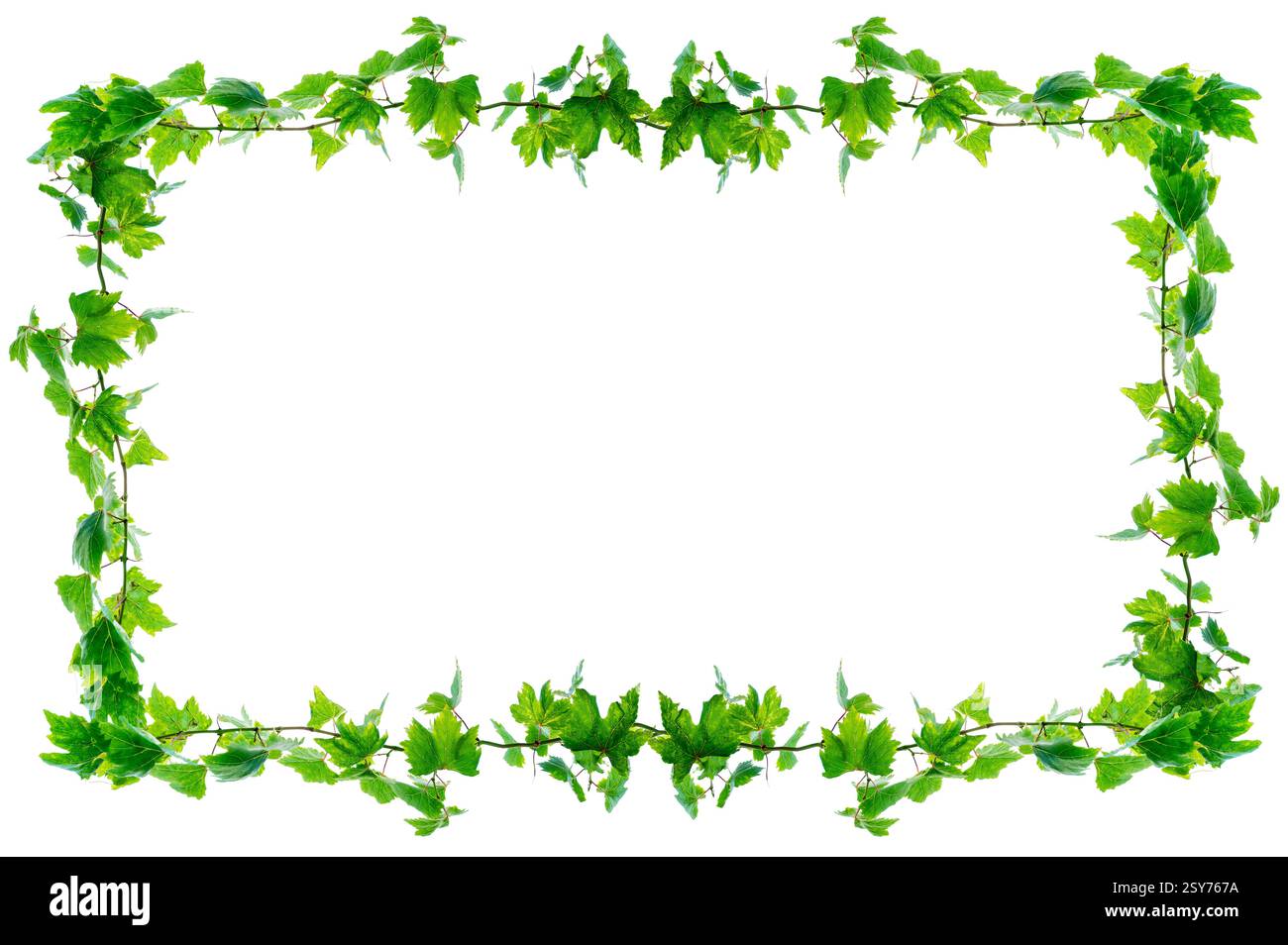 vine frame leaf vine isolates on a white background Stock Photo - Alamy
