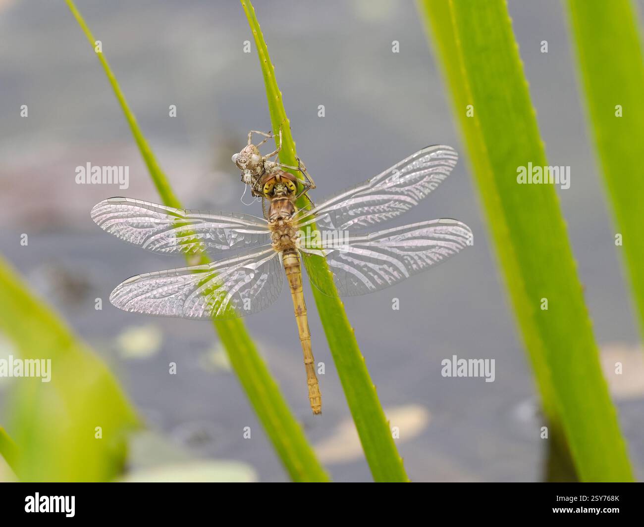 Common Darter Dragonfly (Sympetrum striolatum) freshly newly emerged ...