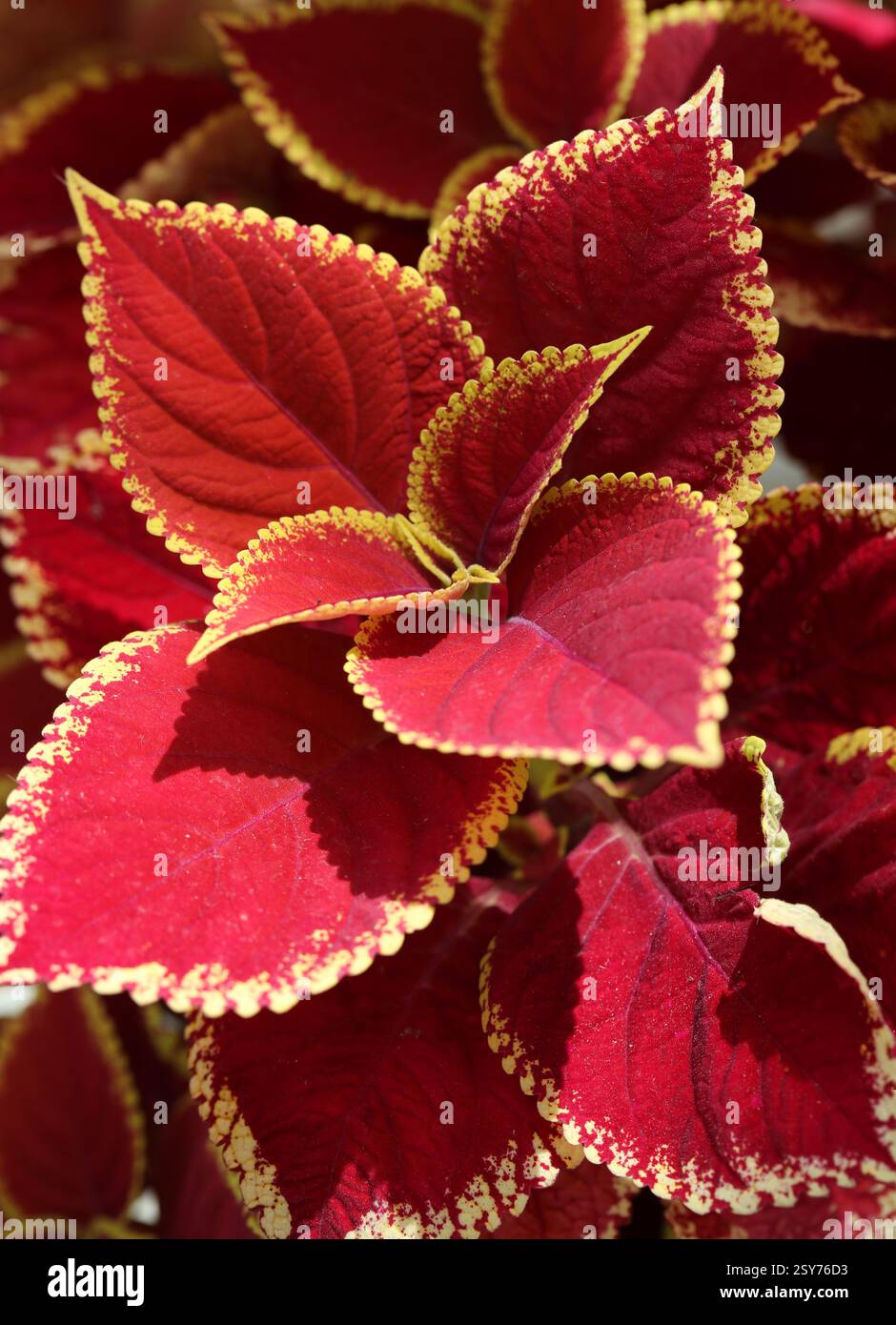 Red and Yellow Ornamental Coleus, Coleus scutellarioides, Lamiaceae ...