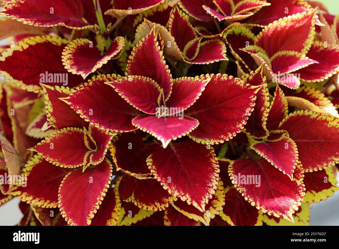 Coleus red plant hi-res stock photography and images - Alamy