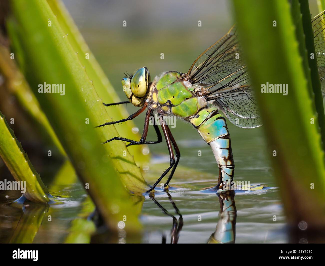 Emperor Dragonfly (Anax imperator) female egg laying ovipositing in ...