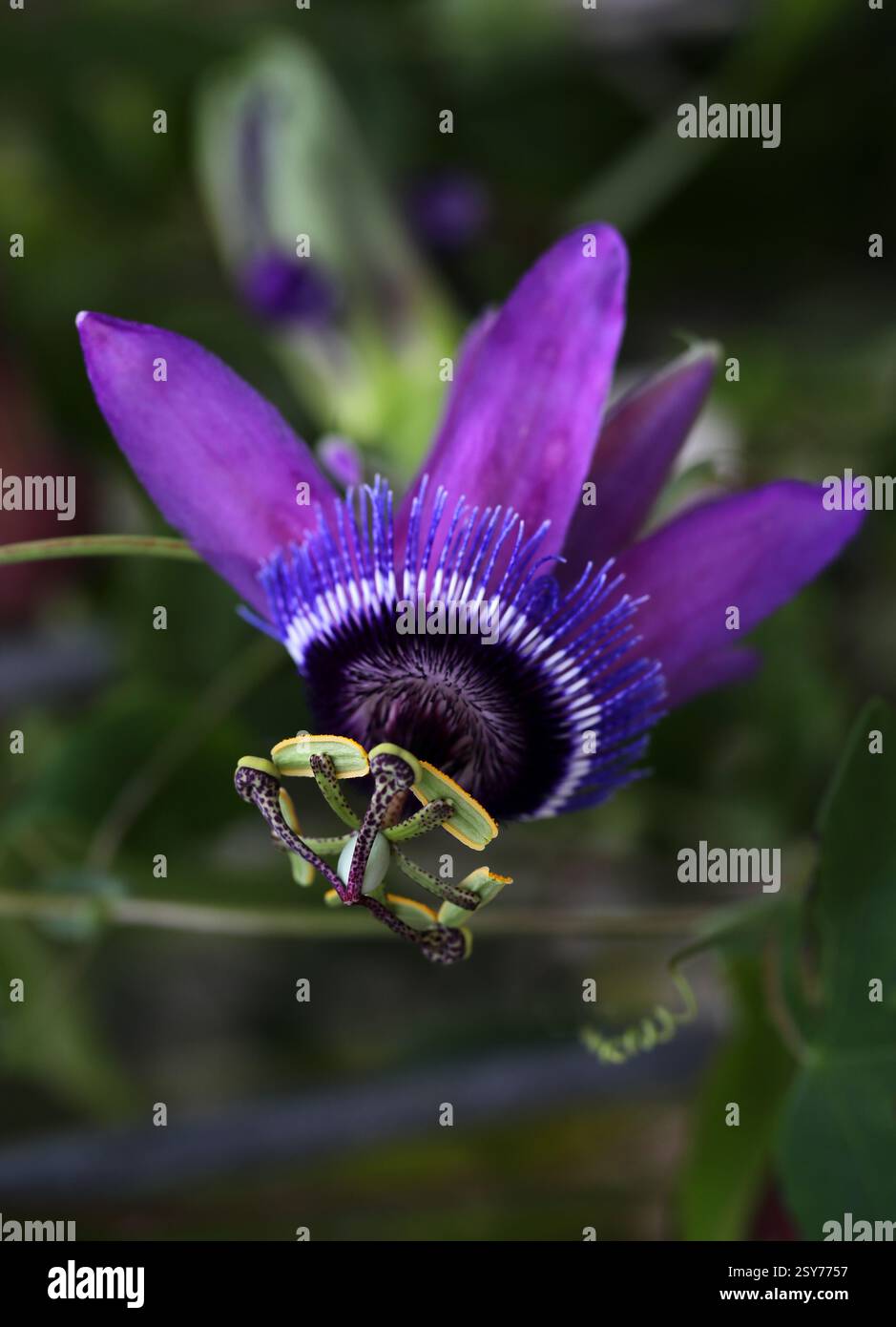 Violet Passion Fower, Passiflora x violacea, Passifloraceae. Hybrid ...