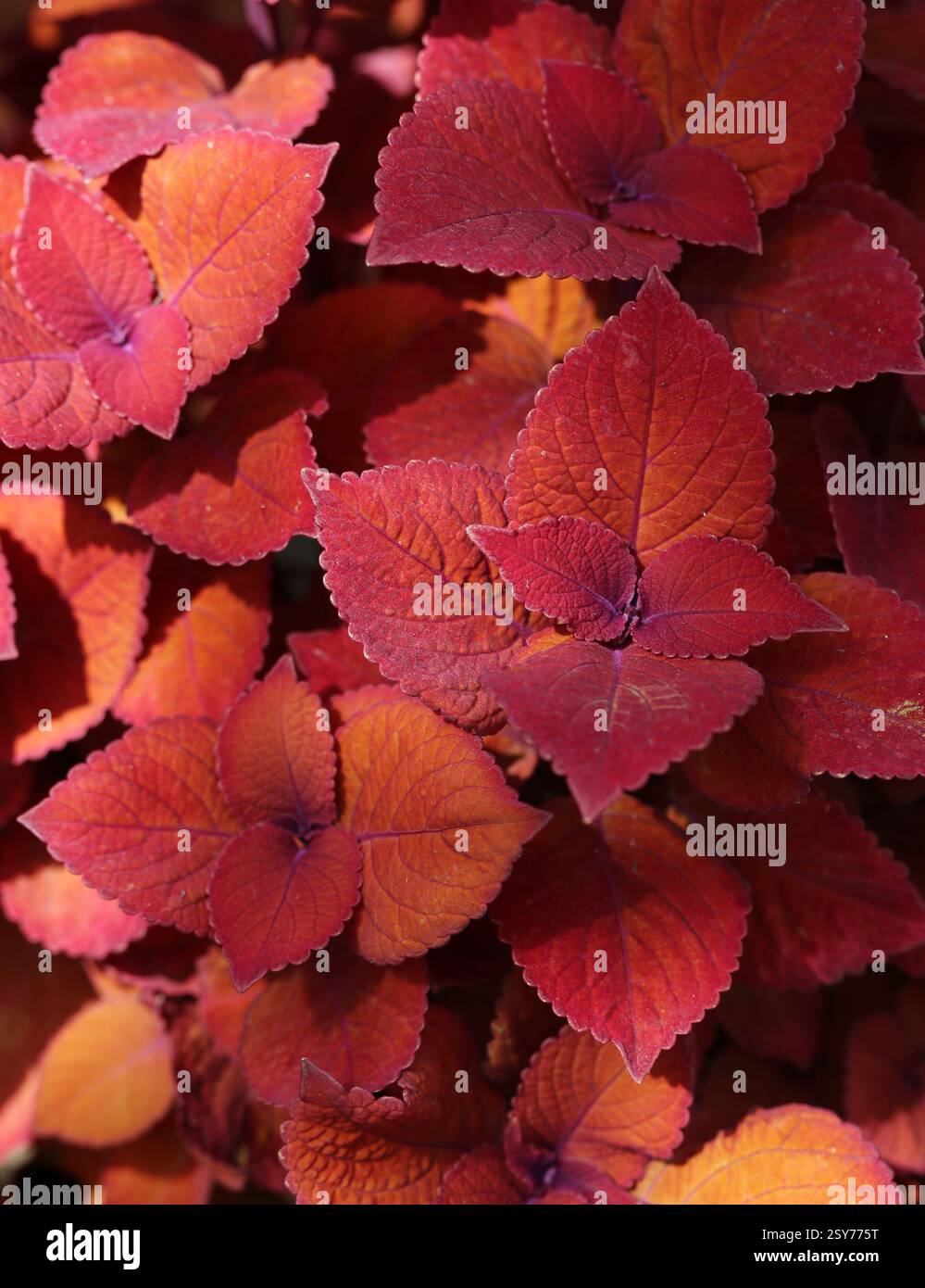 Red and Orange Ornamental Coleus, Coleus scutellarioides, Lamiaceae ...