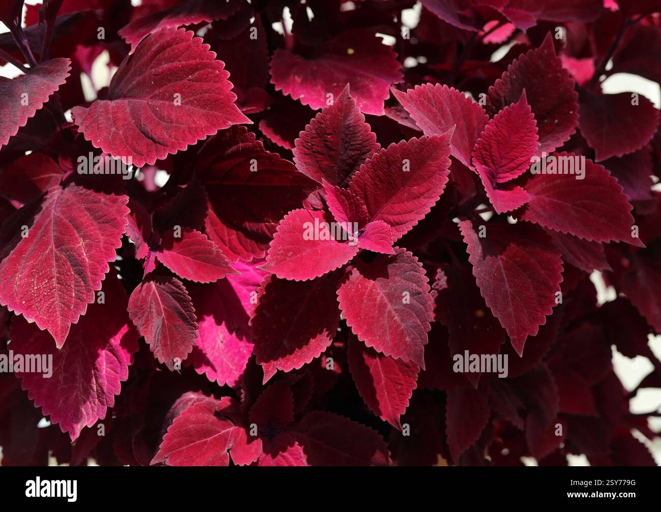 Deep Red Ornamental Coleus, Coleus esculentum, Lamiaceae. Garden ...