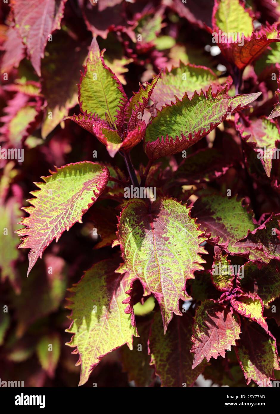 Red and Green Ornamental Coleus "Henna", Coleus scutellarioides ...