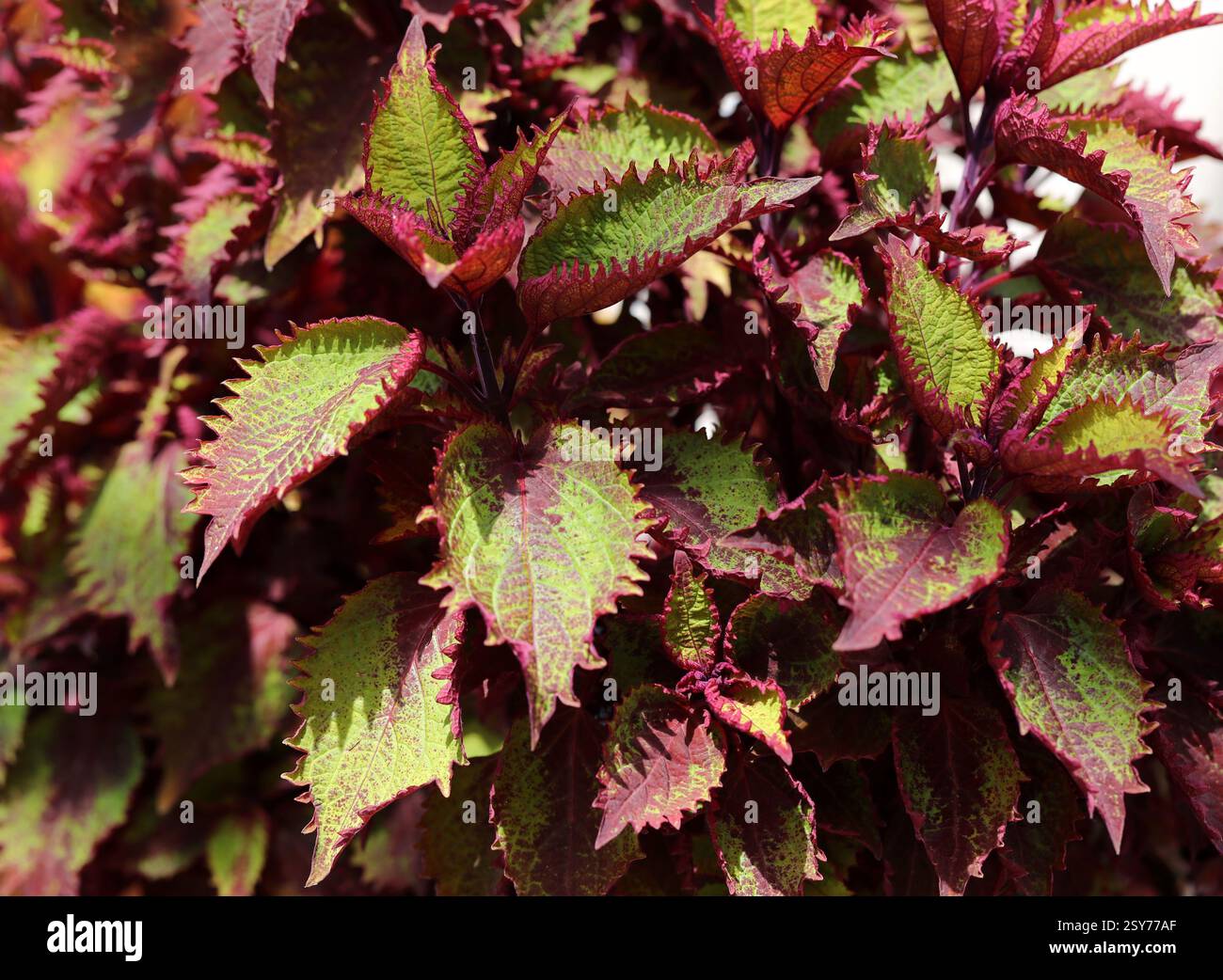 Red and Green Ornamental Coleus "Henna", Coleus scutellarioides ...