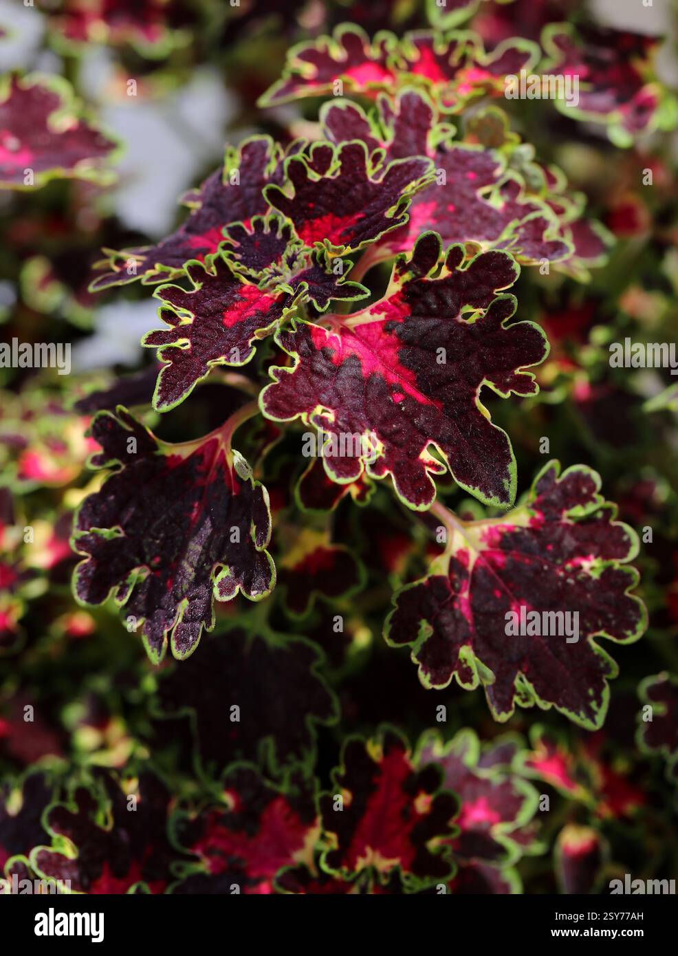 Red Ornamental Coleus, Coleus scutellarioides, Lamiaceae. Garden ...