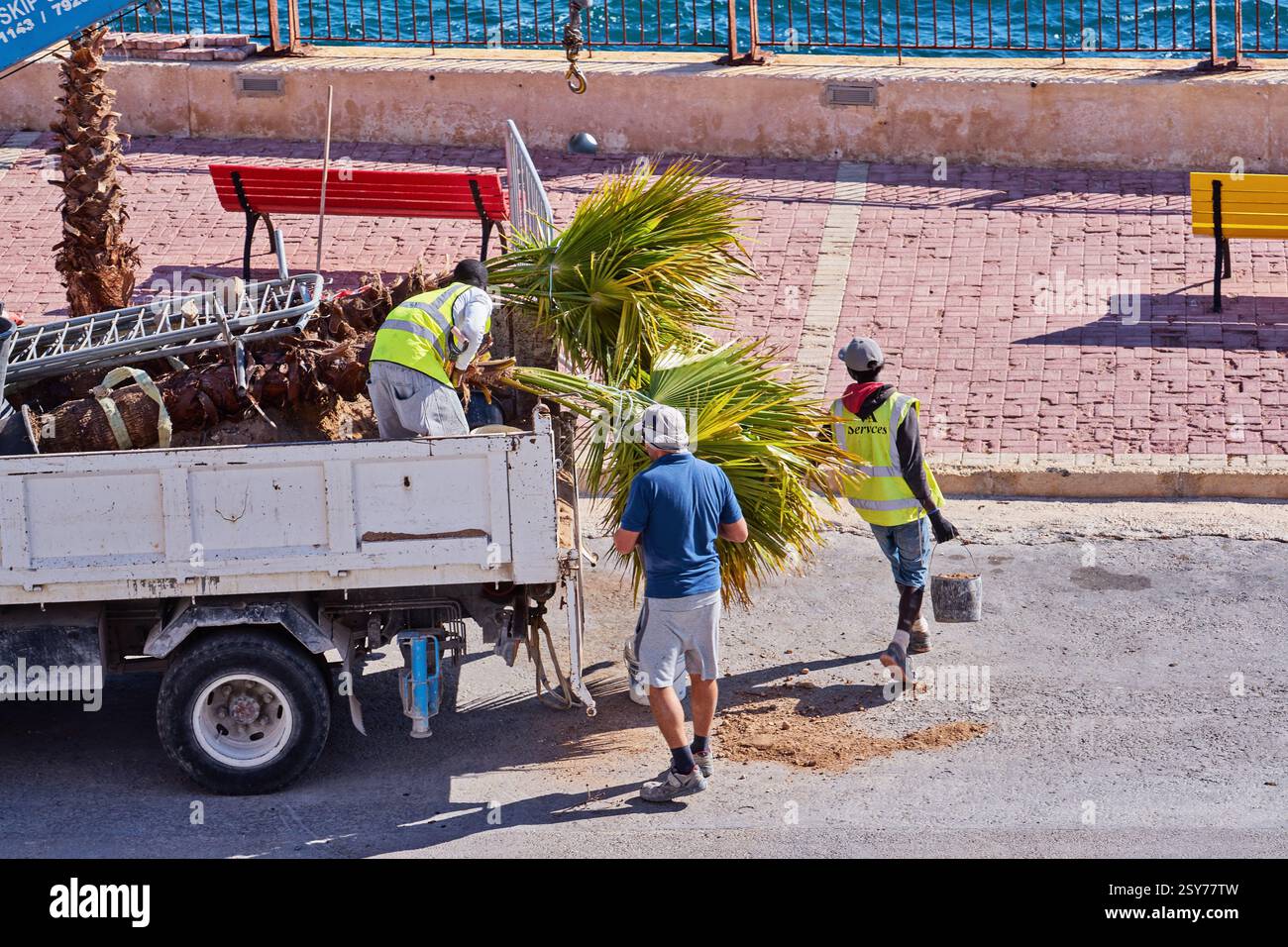 Gardeners Preparing Palm Trees for Planting on a Coastal Street Stock ...