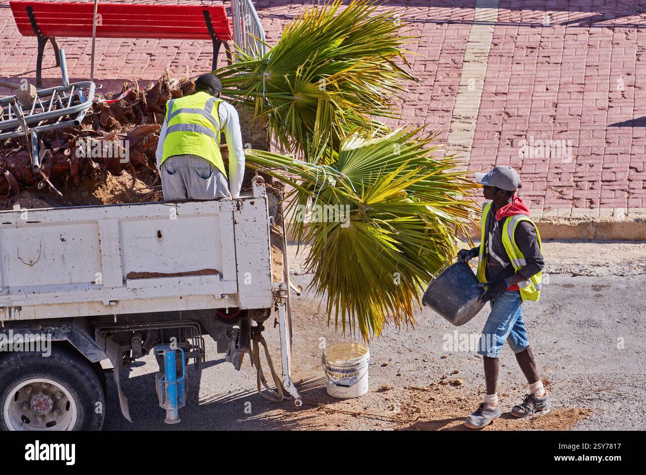 Workers Handling Palm Trees for Urban Beautification Project Stock ...