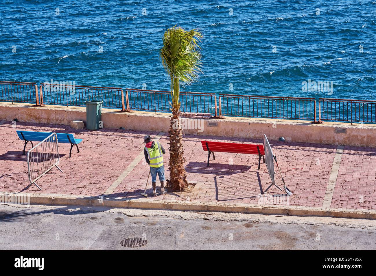 Newly Planted Palm Tree Standing by the Seaside Walkway Stock Photo - Alamy