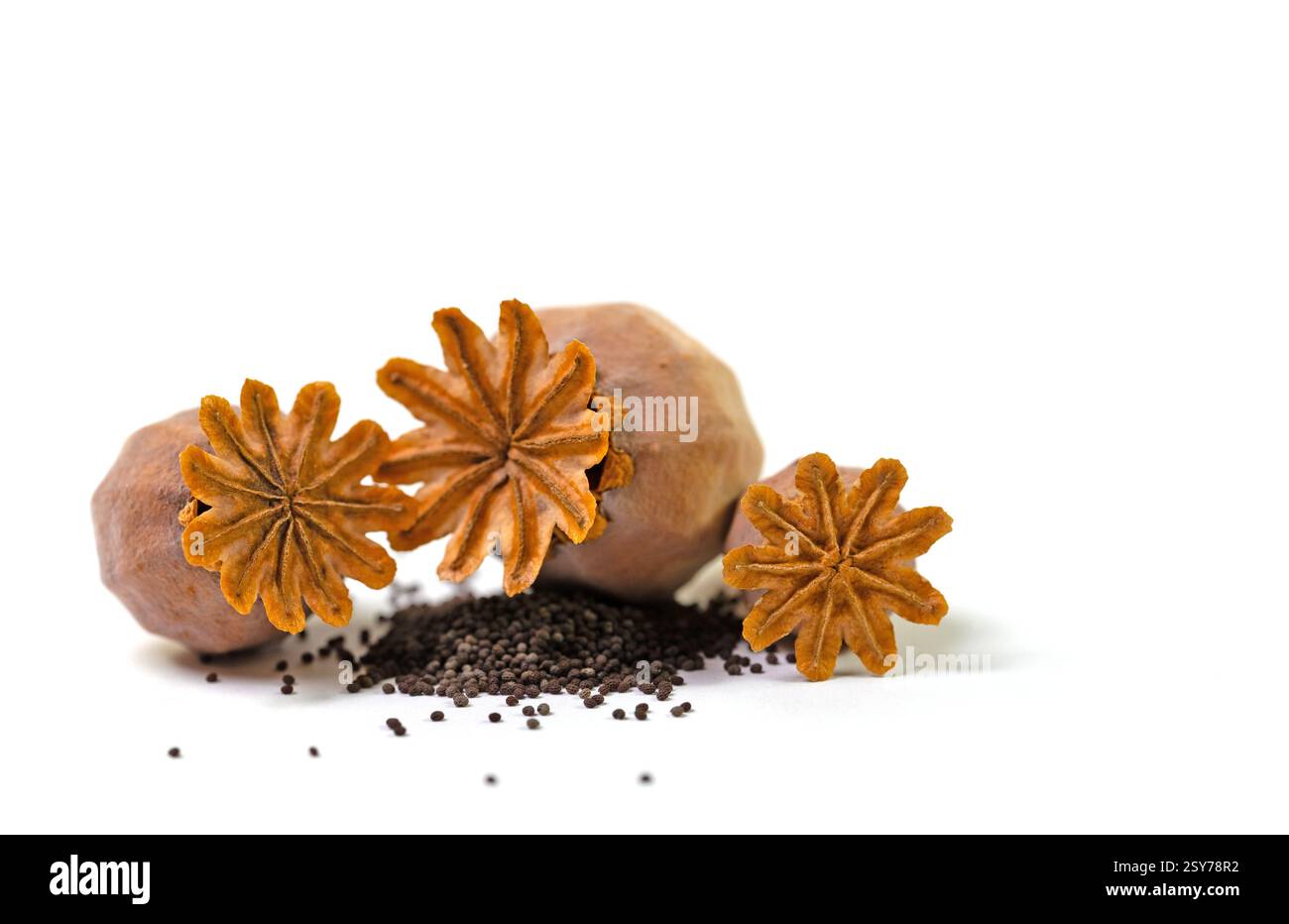 Dried poppy capsules with seeds against a white background Stock Photo ...