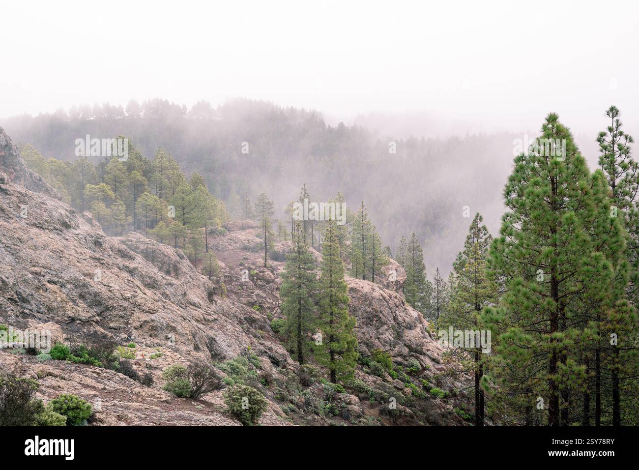 Misty conifer forest in hi-res stock photography and images - Alamy