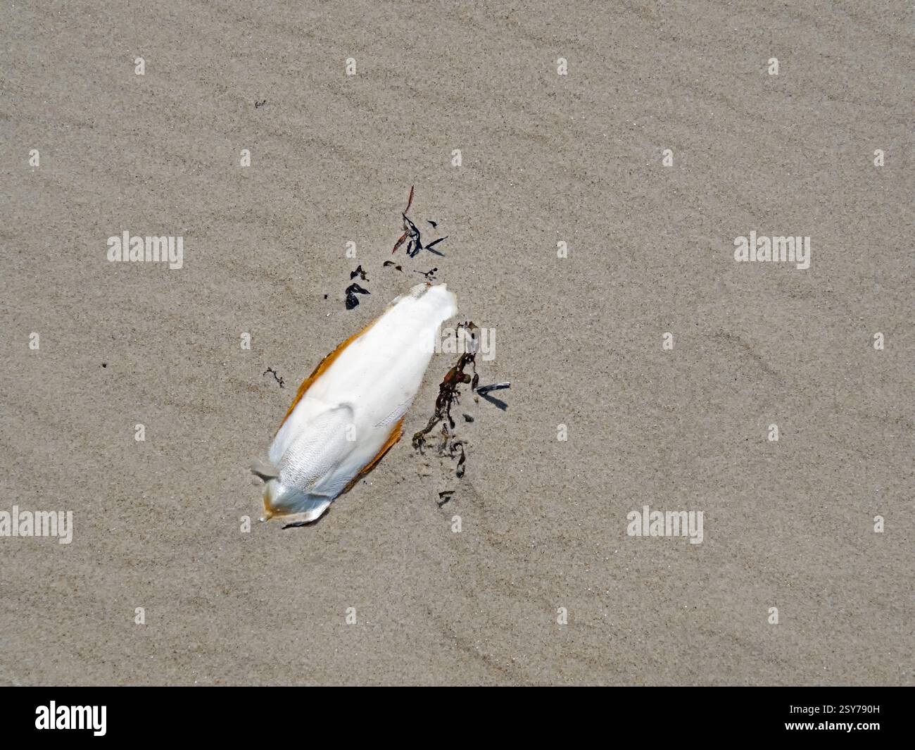 Close-up of a cuttlebone washed up on the beach Stock Photo - Alamy