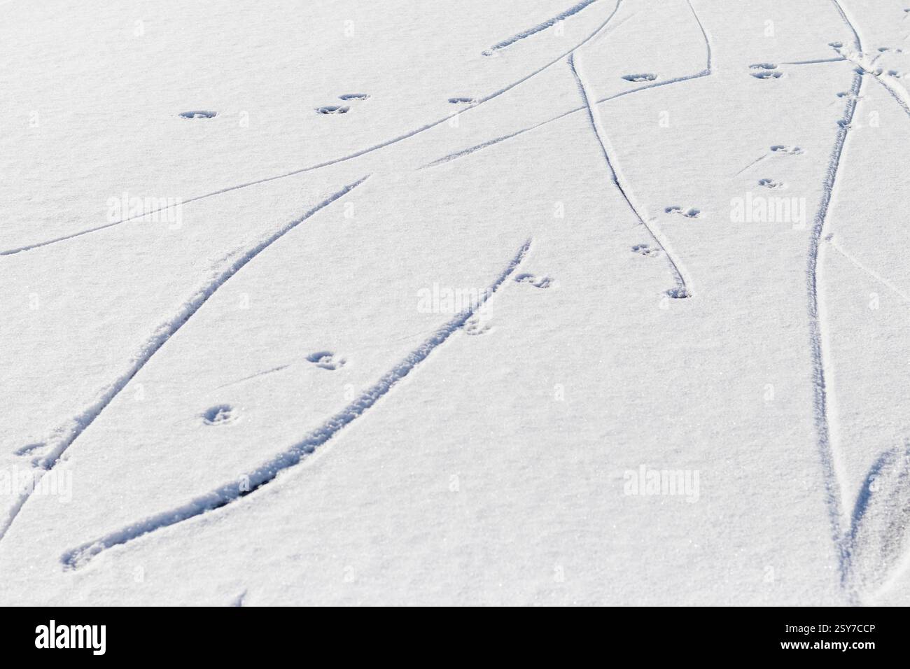 Multiple animal footprints on the snow Stock Photo - Alamy