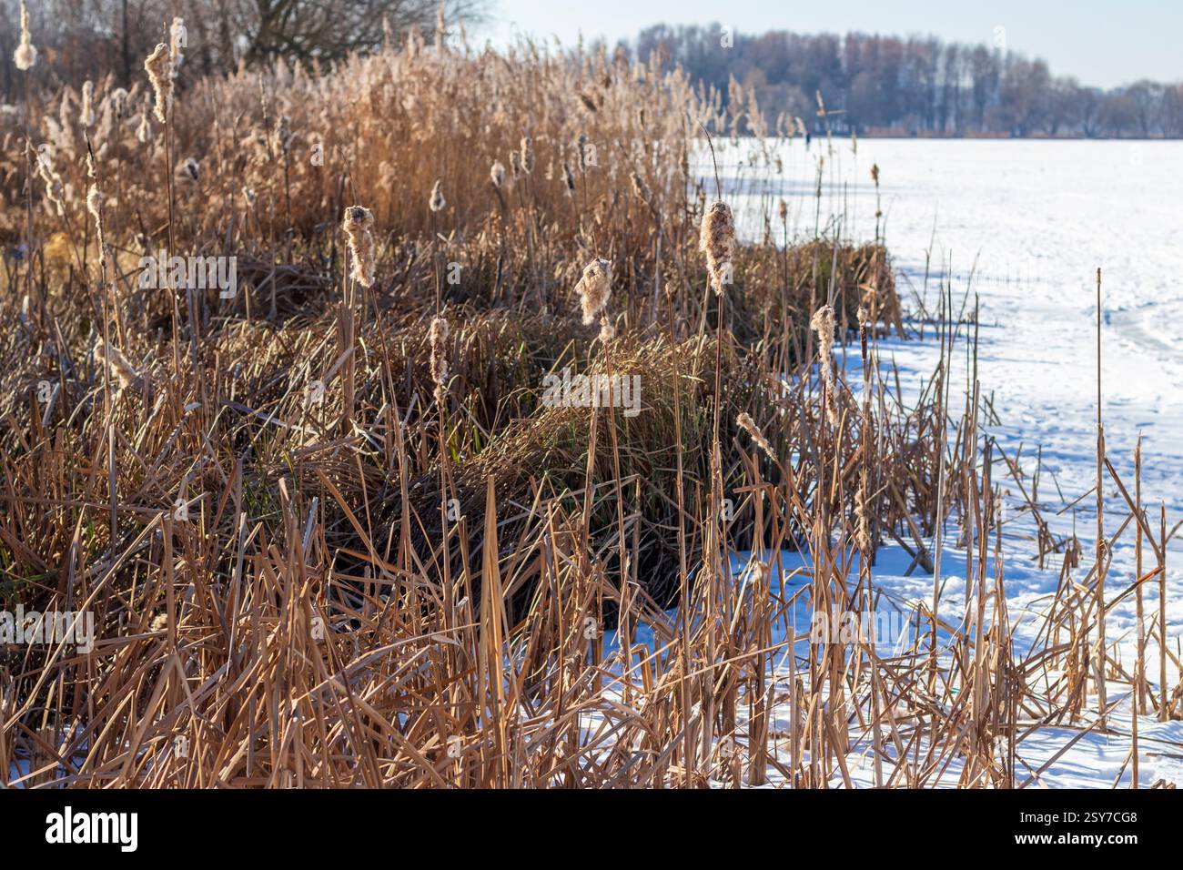 Dried reed on the shore of the frozen lake Stock Photo - Alamy