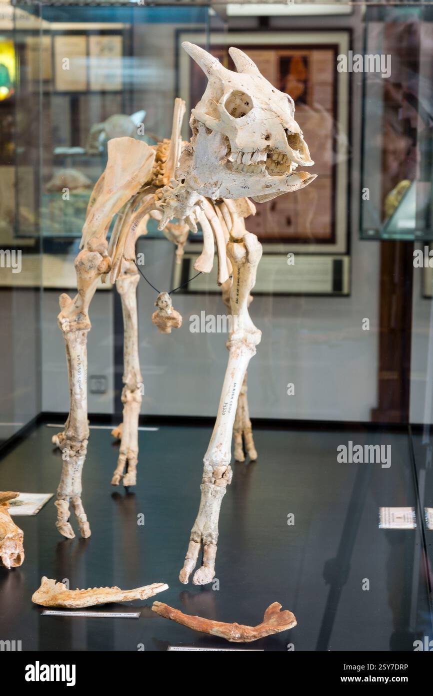 fossil remains of Myotragus balearicus Bate, Museu Balear de Ciències ...