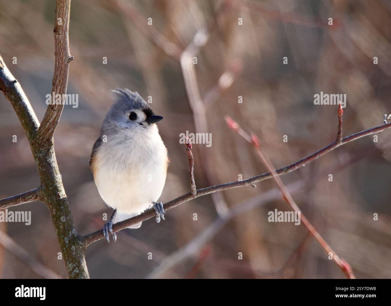 Cute tufted titmouse bird hi-res stock photography and images - Alamy