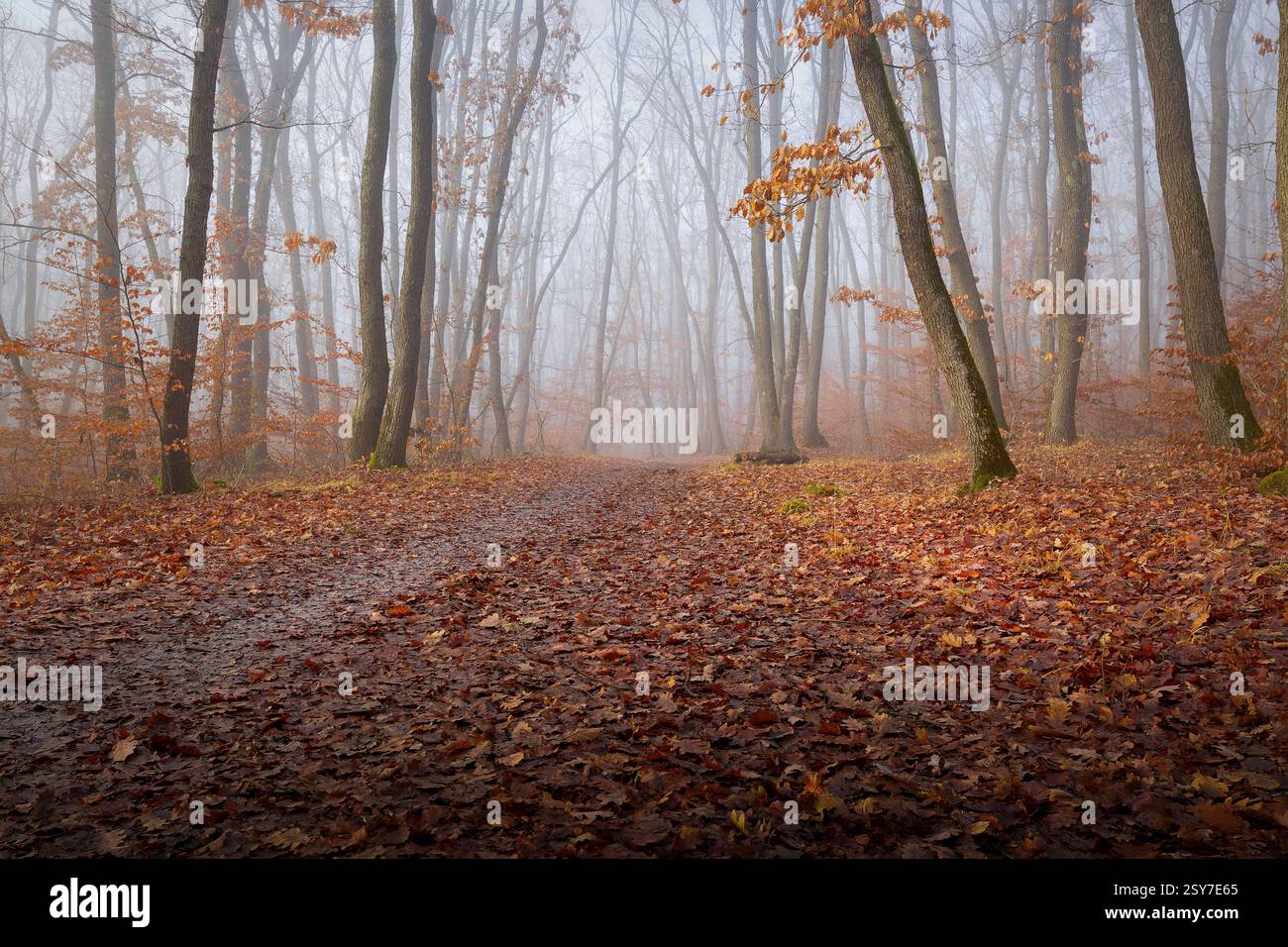 misty morning deep in the forest, where fog drapes over towering trees ...