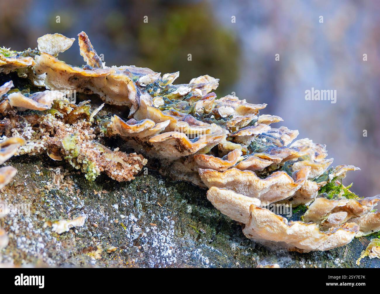 bunch of turkey tail growing in natural habitat (Trametes versicolor ...