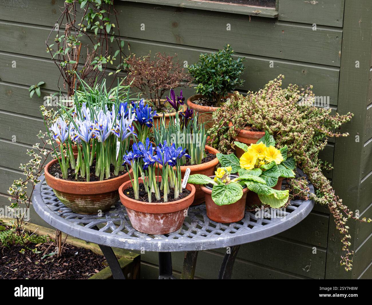 A group of spring bulbs in pans making an attractive spring display ...
