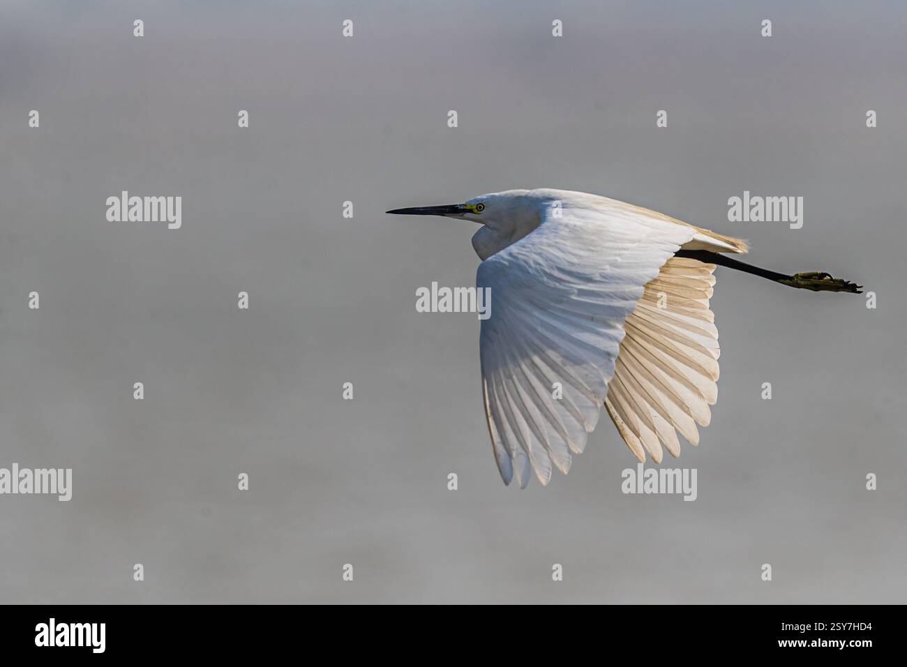 Great egret flying wings down hi-res stock photography and images - Alamy