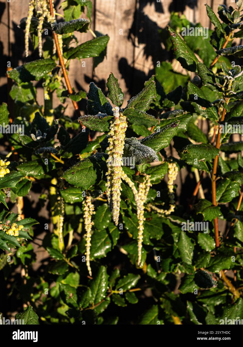 The long drooping male catkins of the evergeen shrub Garrya elliptica ...